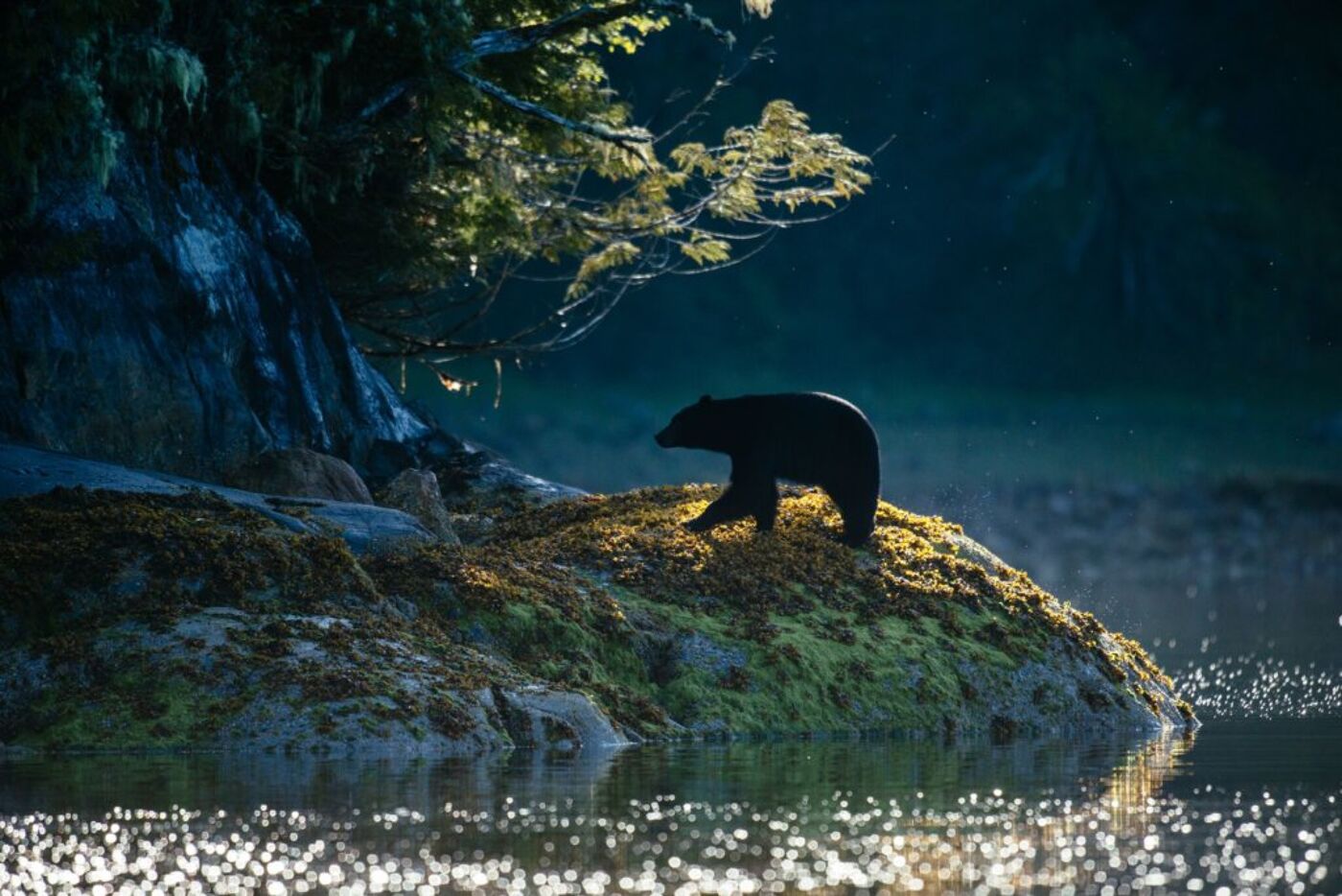 In Tofino, Bears and Otters - INTO