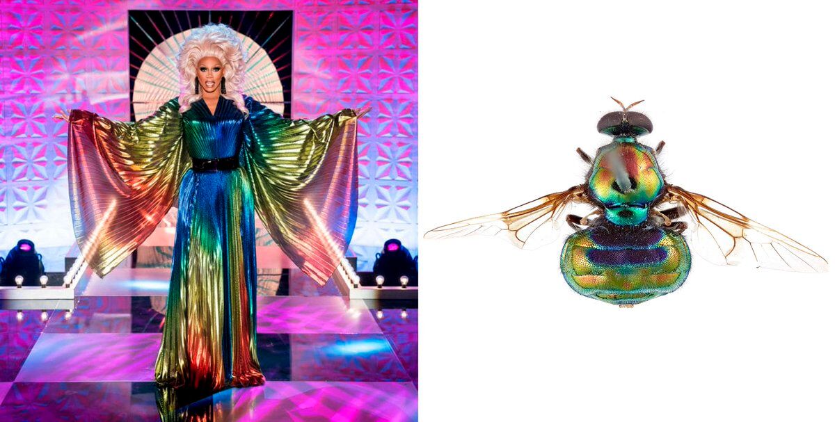 This Gay Entomologist Named a Species of Fly After RuPaul - INTO