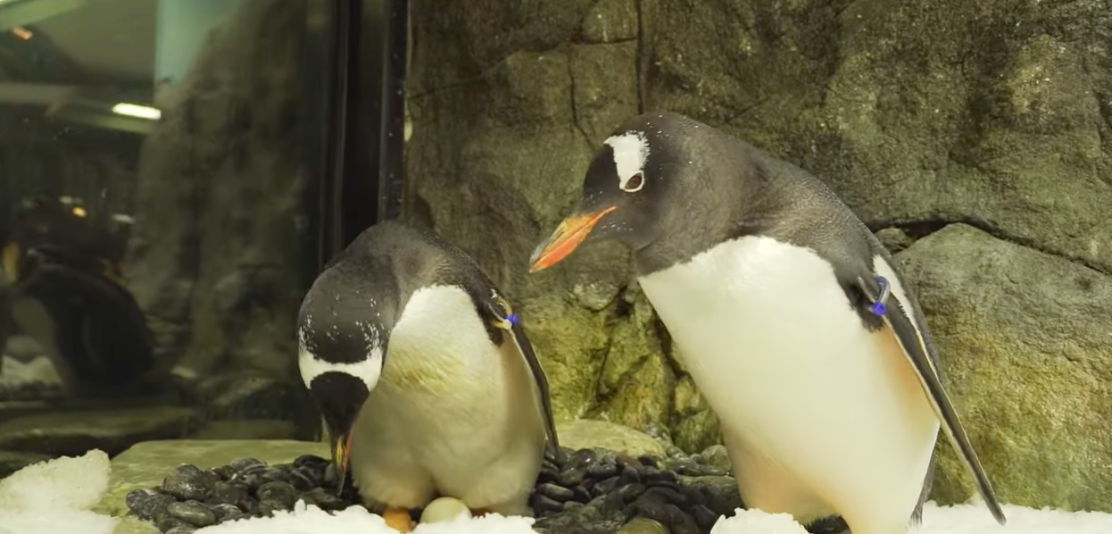 Gay Penguin Couple Sphen and Magic Have a Better Relationship Than Any ...