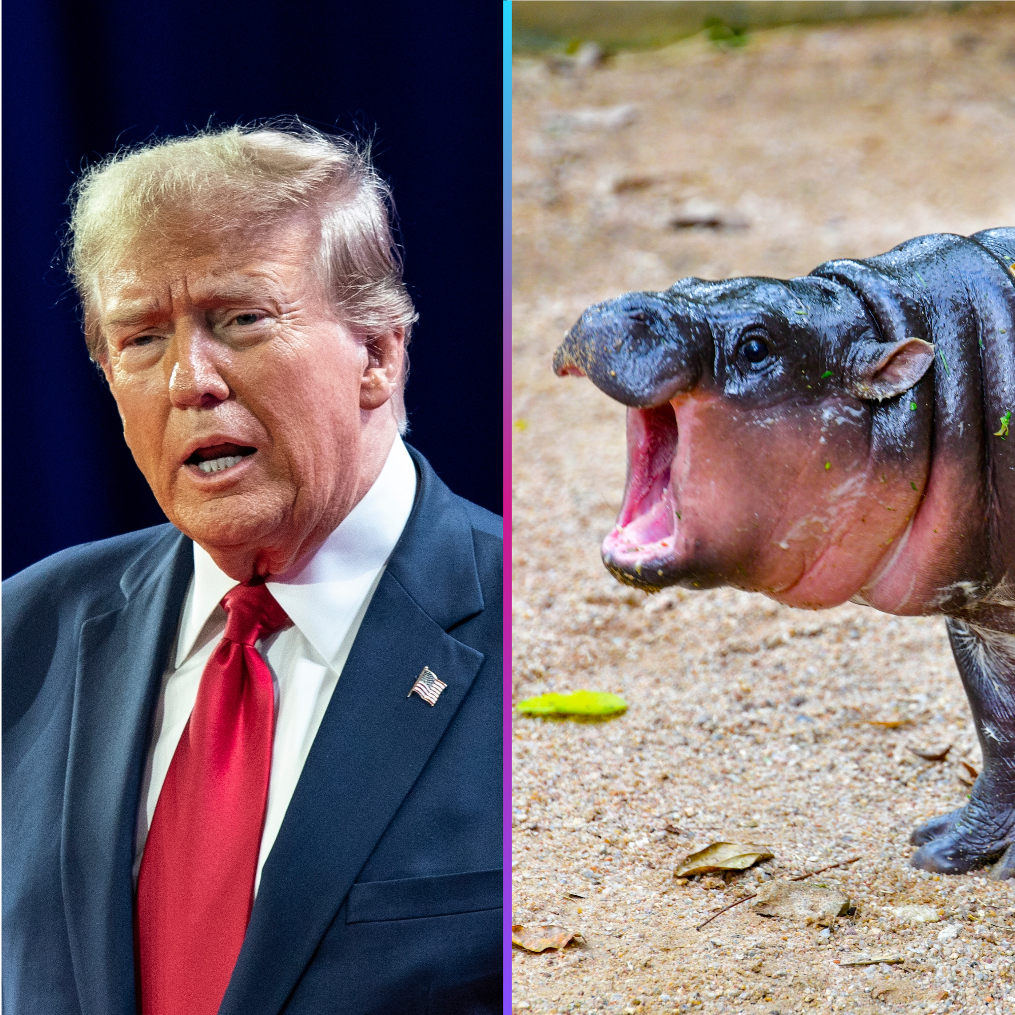 Moo Deng’s Trump endorsement is dividing the internet - INTO